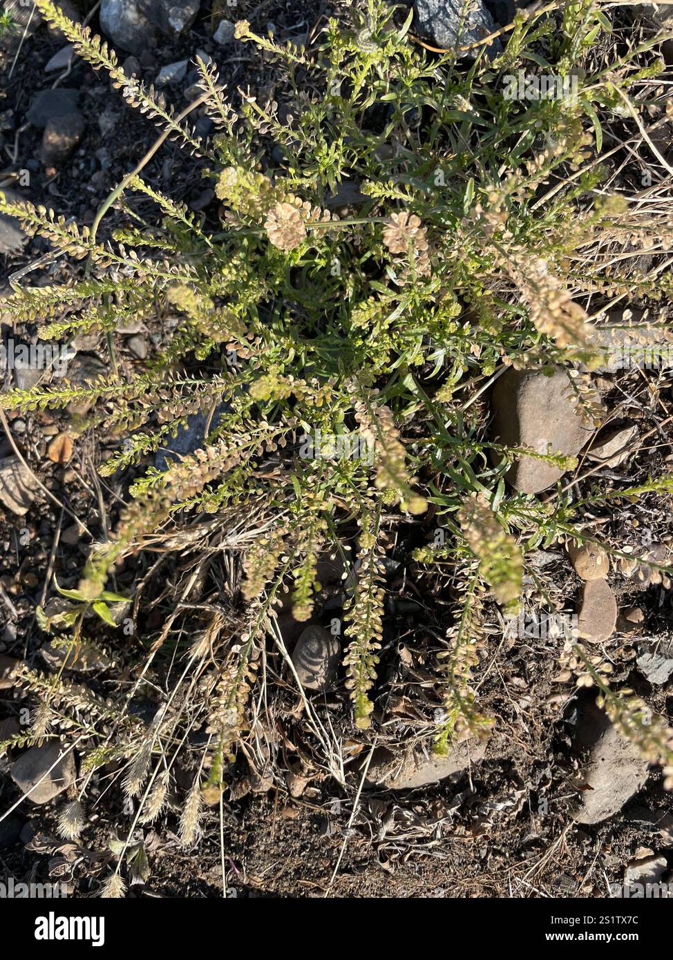 Common Peppergrass (Lepidium densiflorum Stock Photo - Alamy