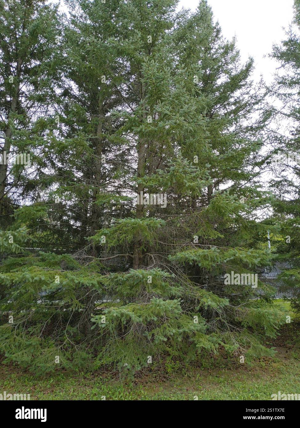 white spruce (Picea glauca Stock Photo - Alamy