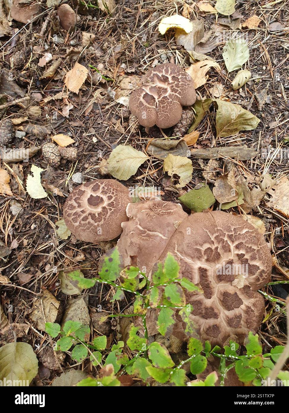 shingled hedgehog (Sarcodon imbricatus Stock Photo - Alamy