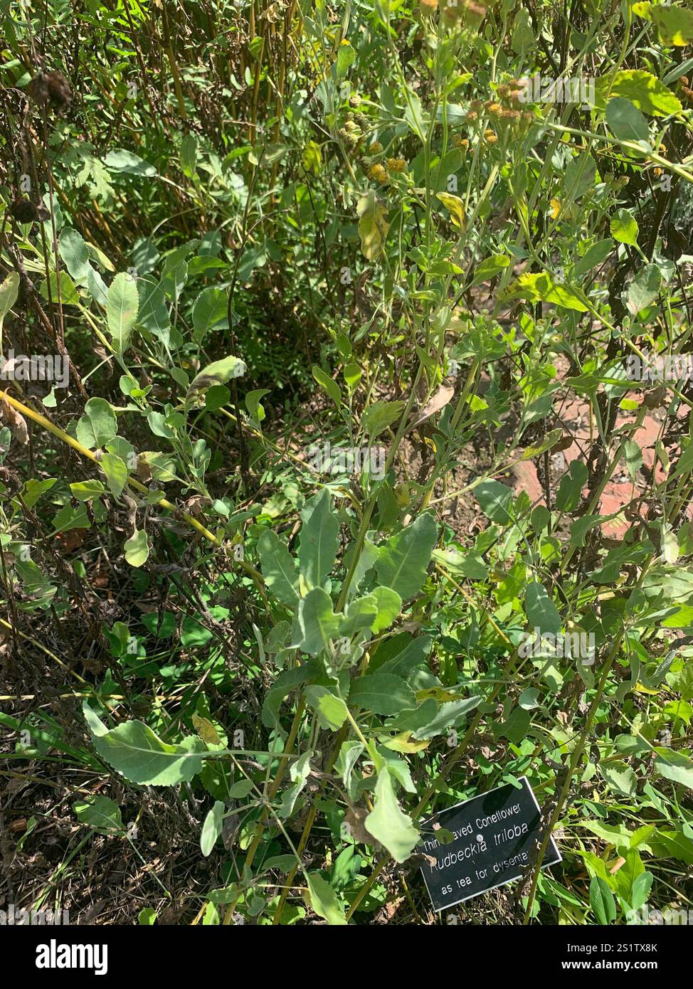 groundsel tree (Baccharis halimifolia Stock Photo - Alamy