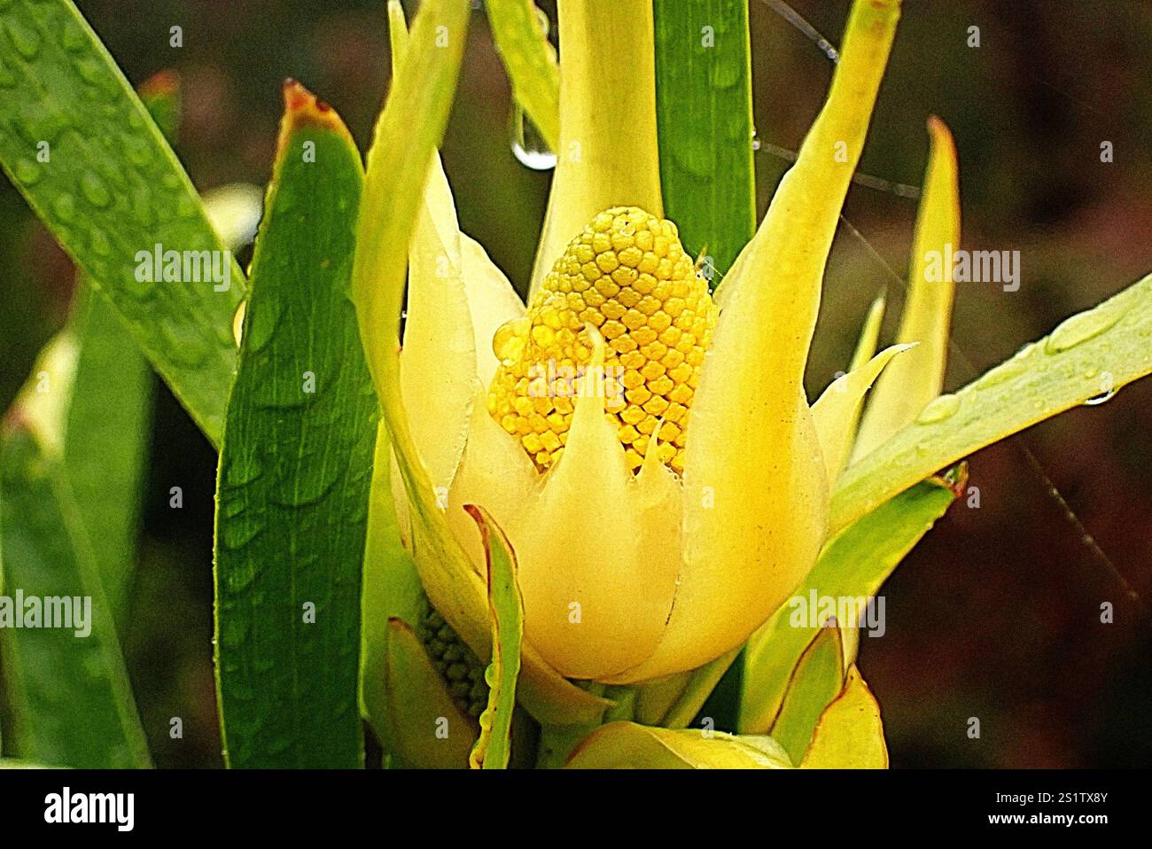 Gumleaf Conebush (Leucadendron eucalyptifolium Stock Photo - Alamy