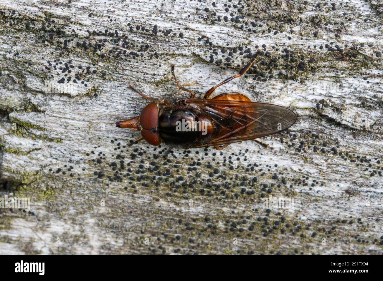 Heineken Fly (Rhingia campestris Stock Photo - Alamy