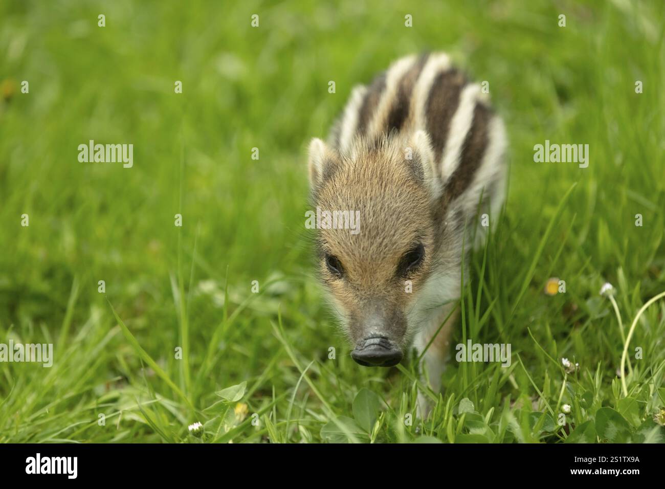 A beautiful young rook with stripes in a spring meadow Stock Photo - Alamy