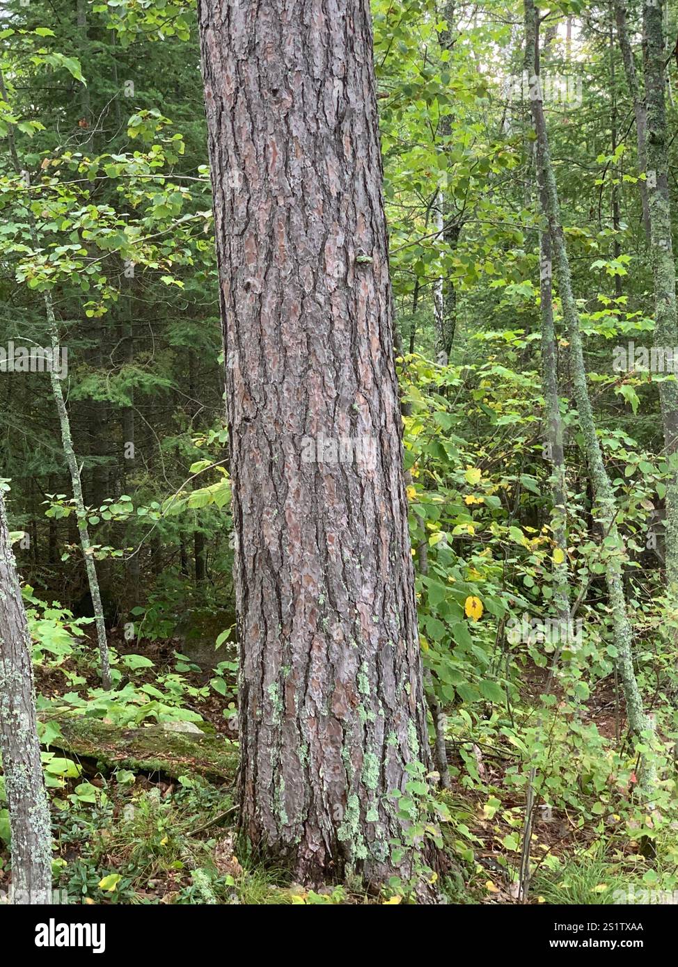 red pine (Pinus resinosa Stock Photo - Alamy