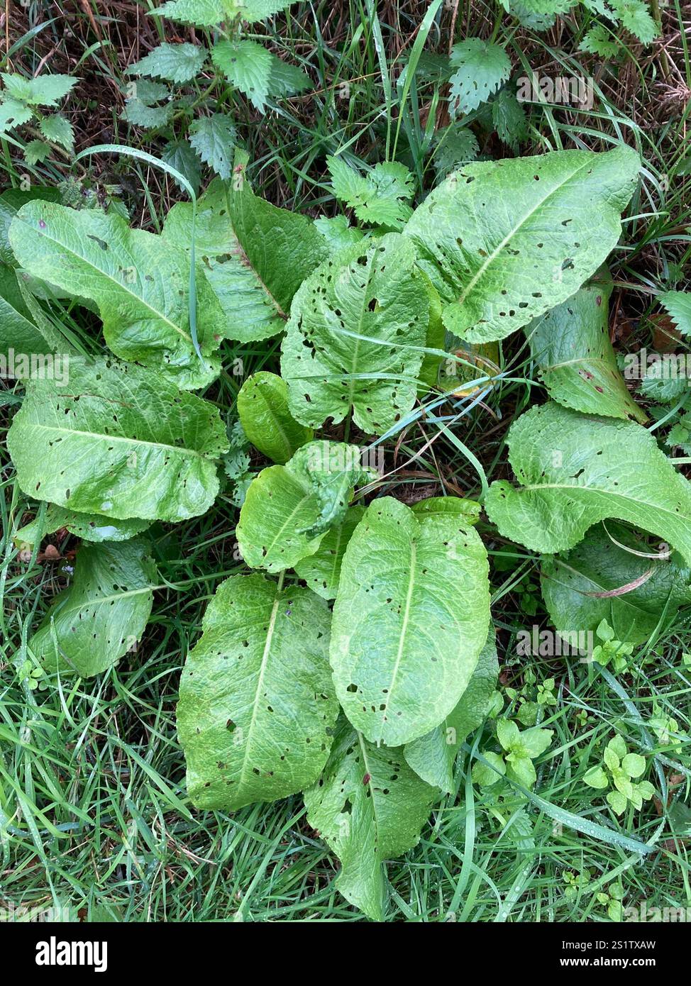 broad-leaved dock (Rumex obtusifolius Stock Photo - Alamy