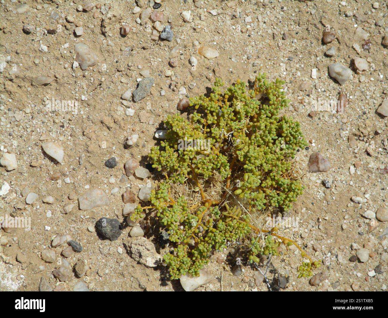 simple-leaved bean caper (Tetraena simplex Stock Photo - Alamy