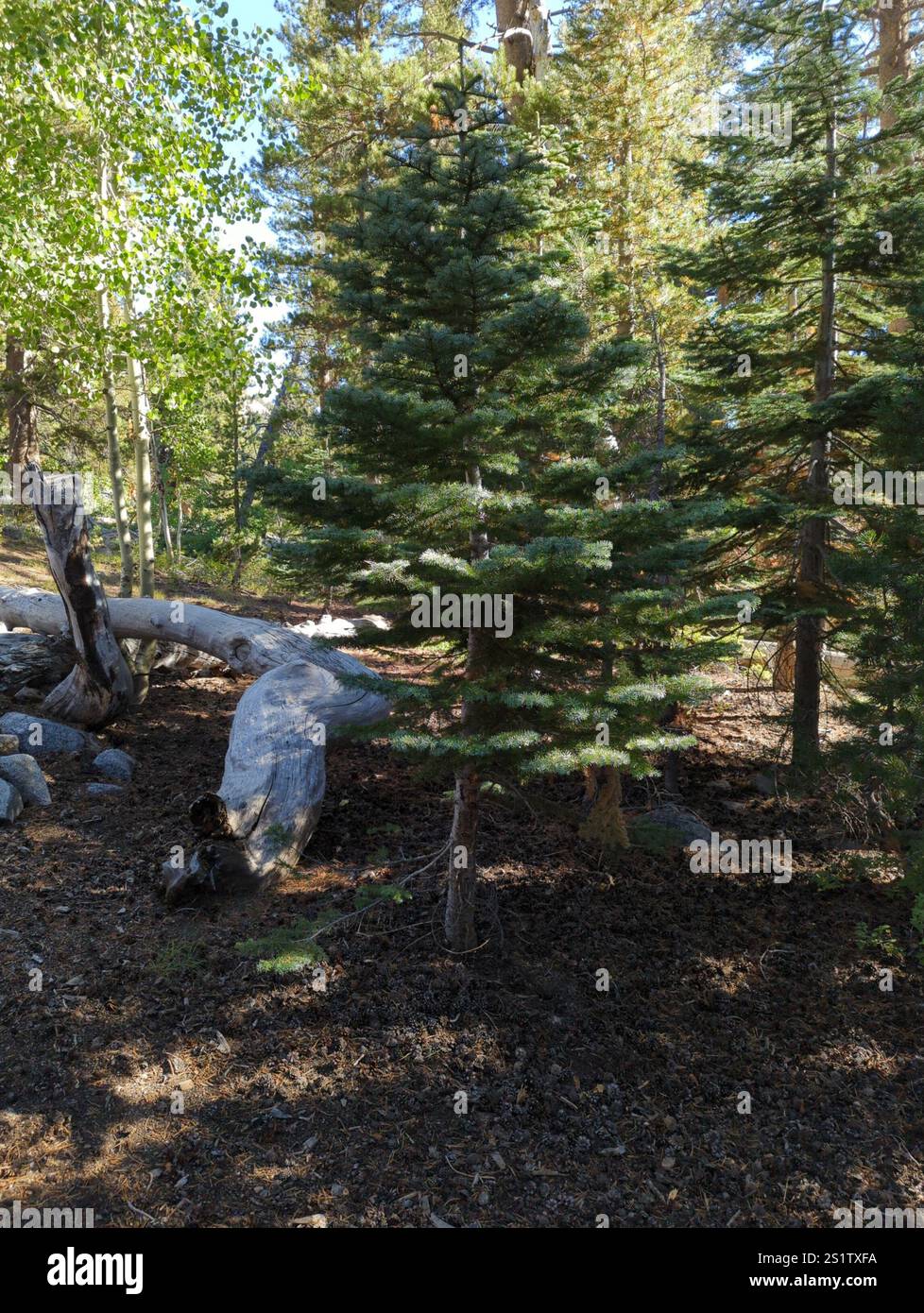 red fir (Abies magnifica Stock Photo - Alamy