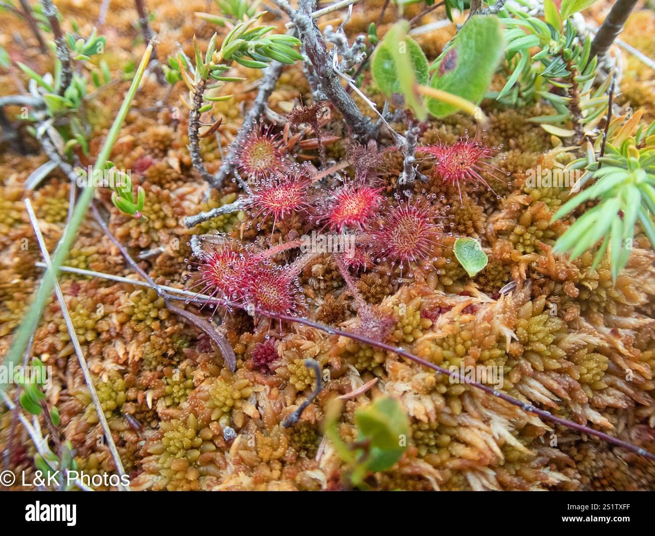 round-leaved sundew (Drosera rotundifolia Stock Photo - Alamy