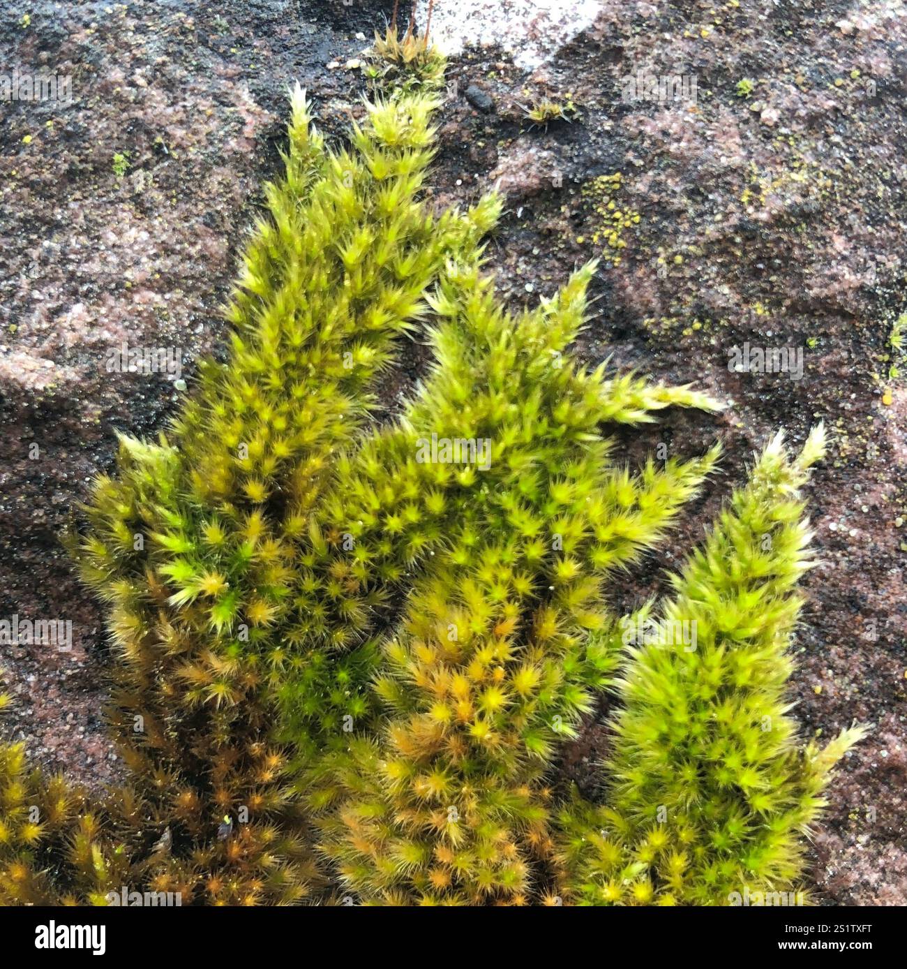 Silky Wall Feather-moss (Homalothecium sericeum Stock Photo - Alamy
