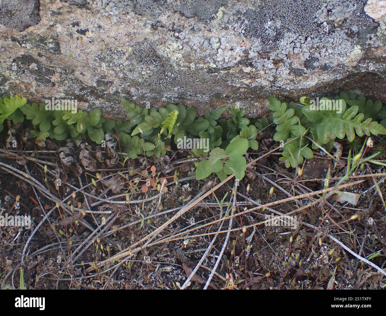 western polypody (Polypodium hesperium Stock Photo - Alamy