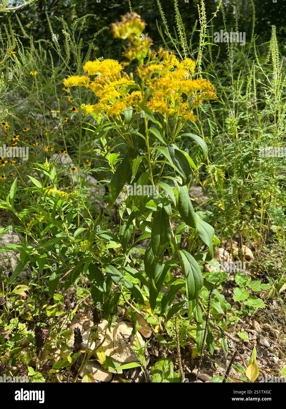 giant goldenrod (Solidago gigantea Stock Photo - Alamy
