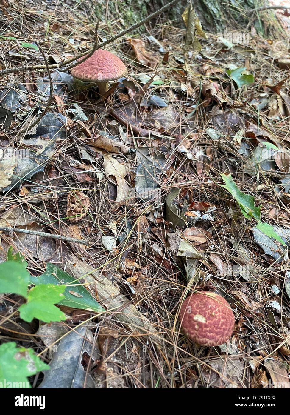 Painted Suillus (Suillus spraguei Stock Photo - Alamy