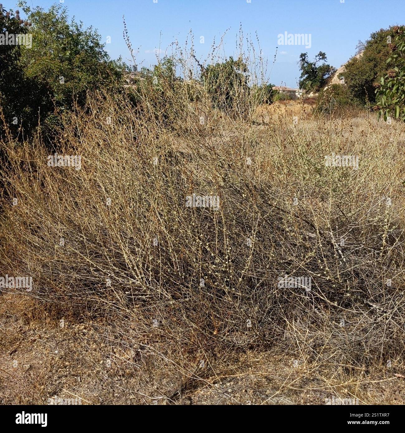 southern coastal bushmallow (Malacothamnus fasciculatus Stock Photo - Alamy