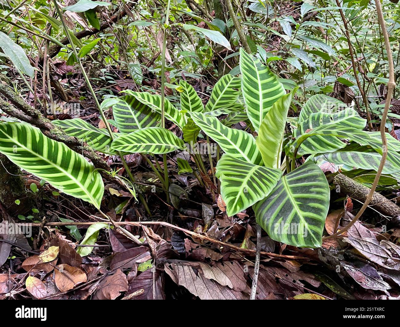 Zebra-plant (Goeppertia zebrina Stock Photo - Alamy