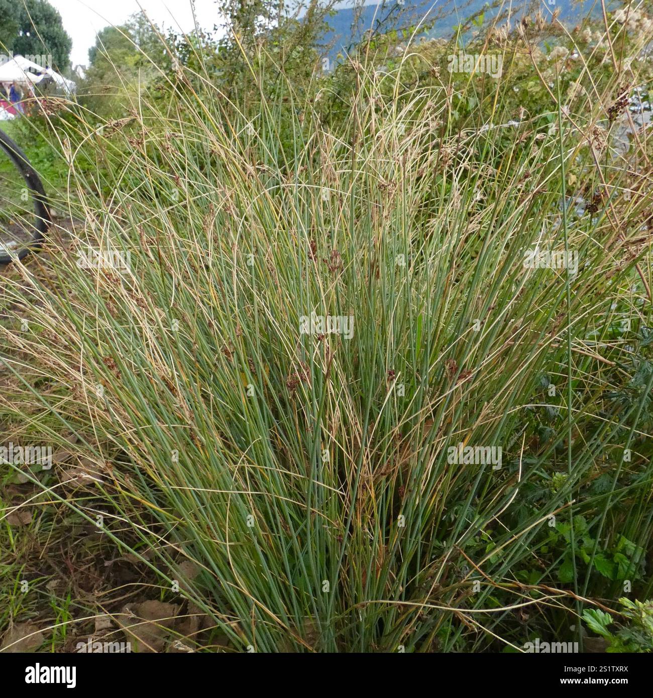 Hard Rush (Juncus inflexus Stock Photo - Alamy