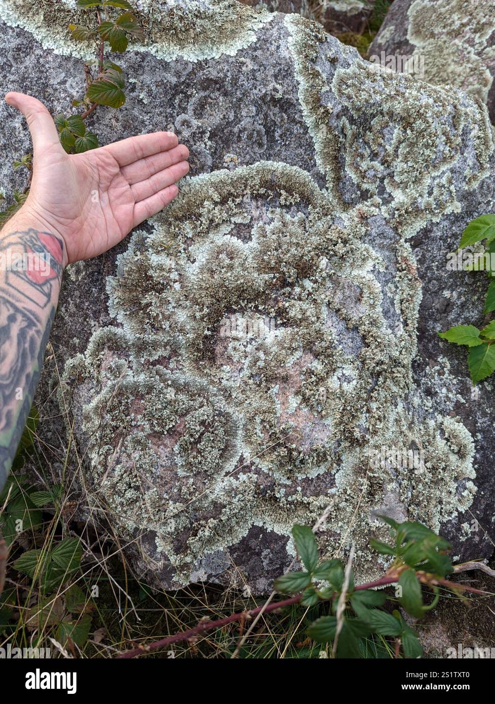 rock shield lichens (Xanthoparmelia Stock Photo - Alamy
