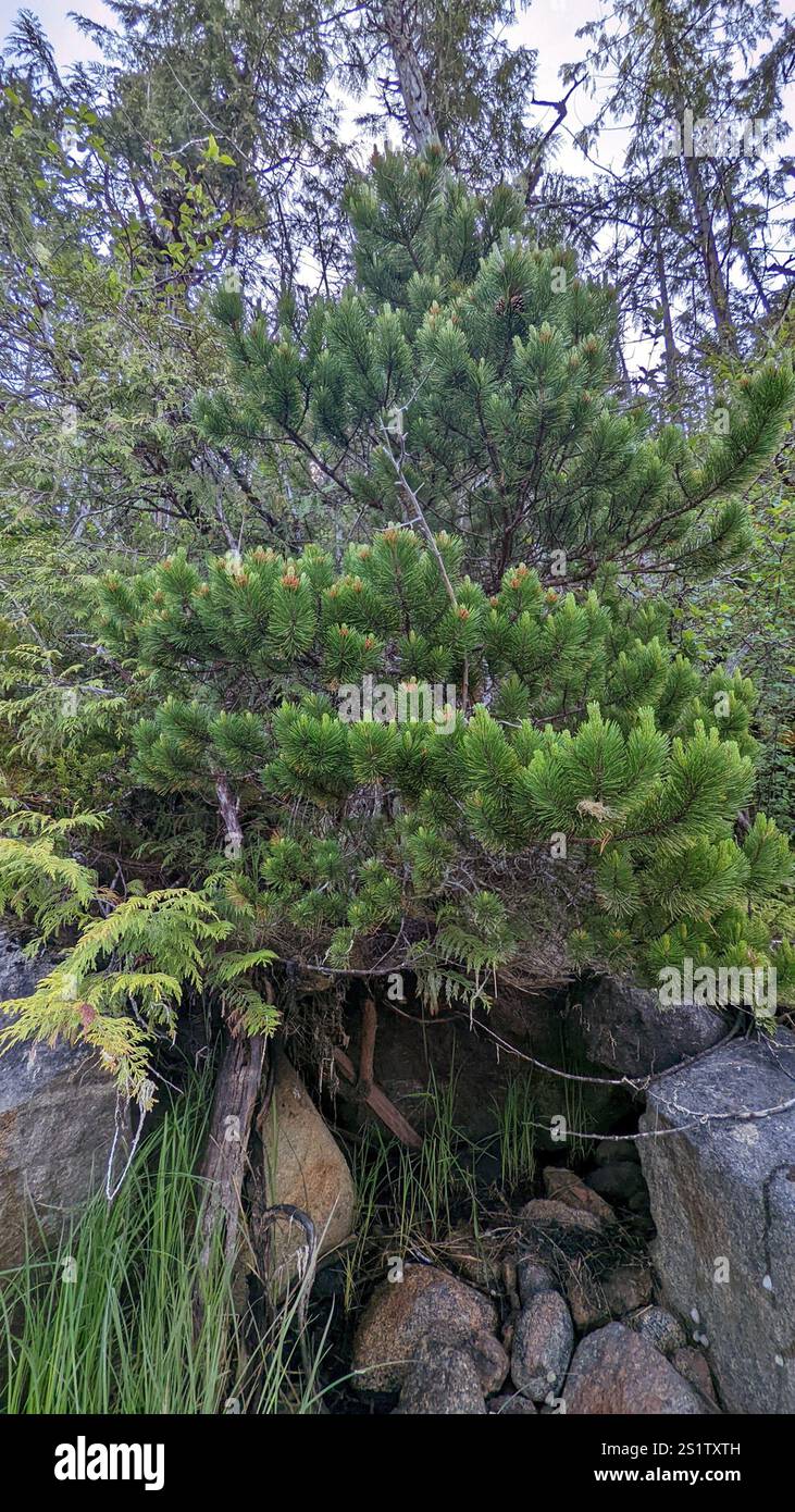 lodgepole pine (Pinus contorta Stock Photo - Alamy