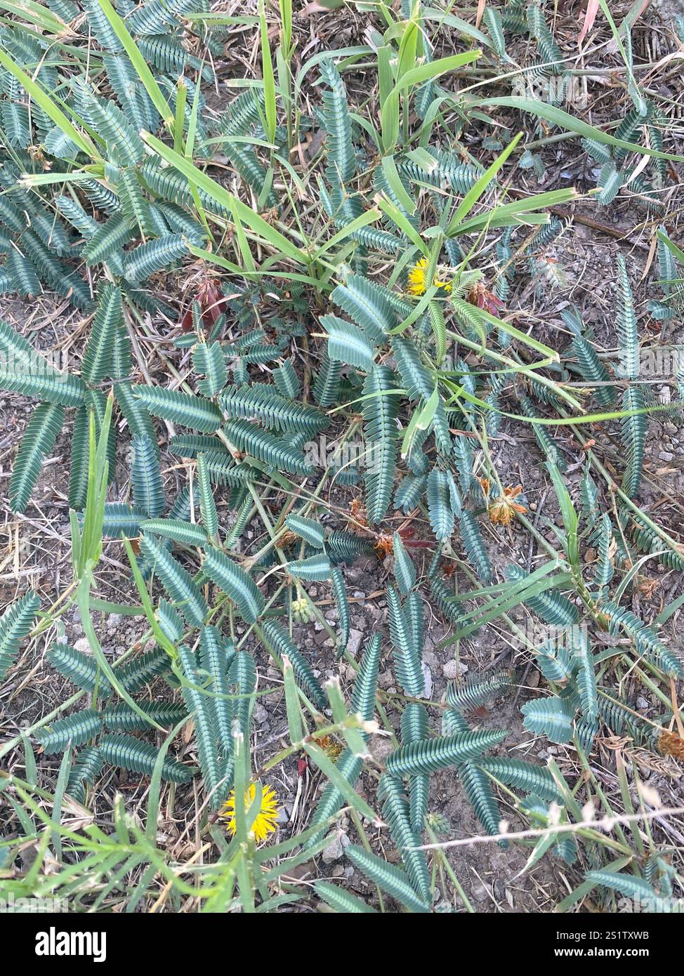Tropical puff (Neptunia pubescens Stock Photo - Alamy