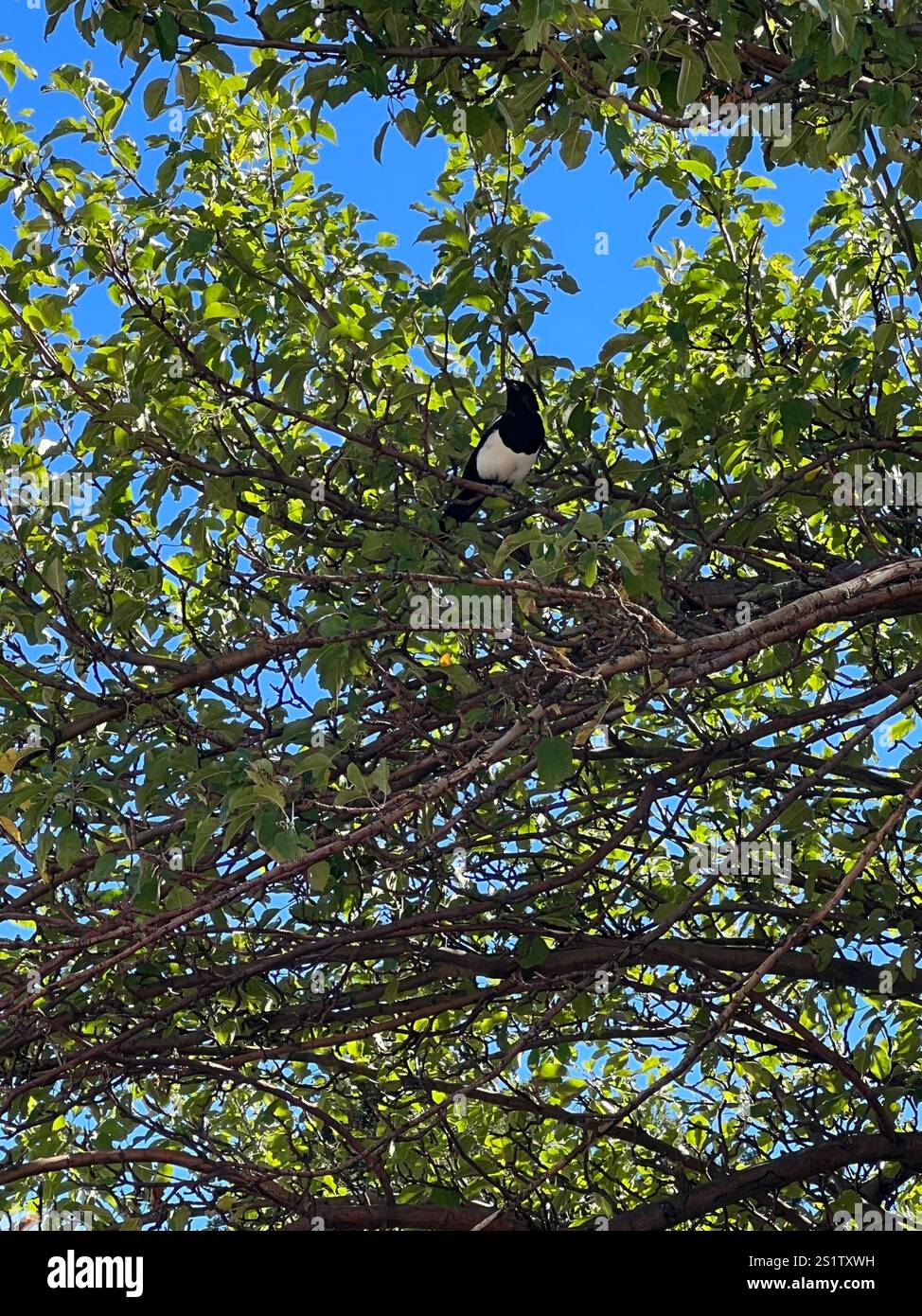 Black-billed Magpie (Pica hudsonia Stock Photo - Alamy