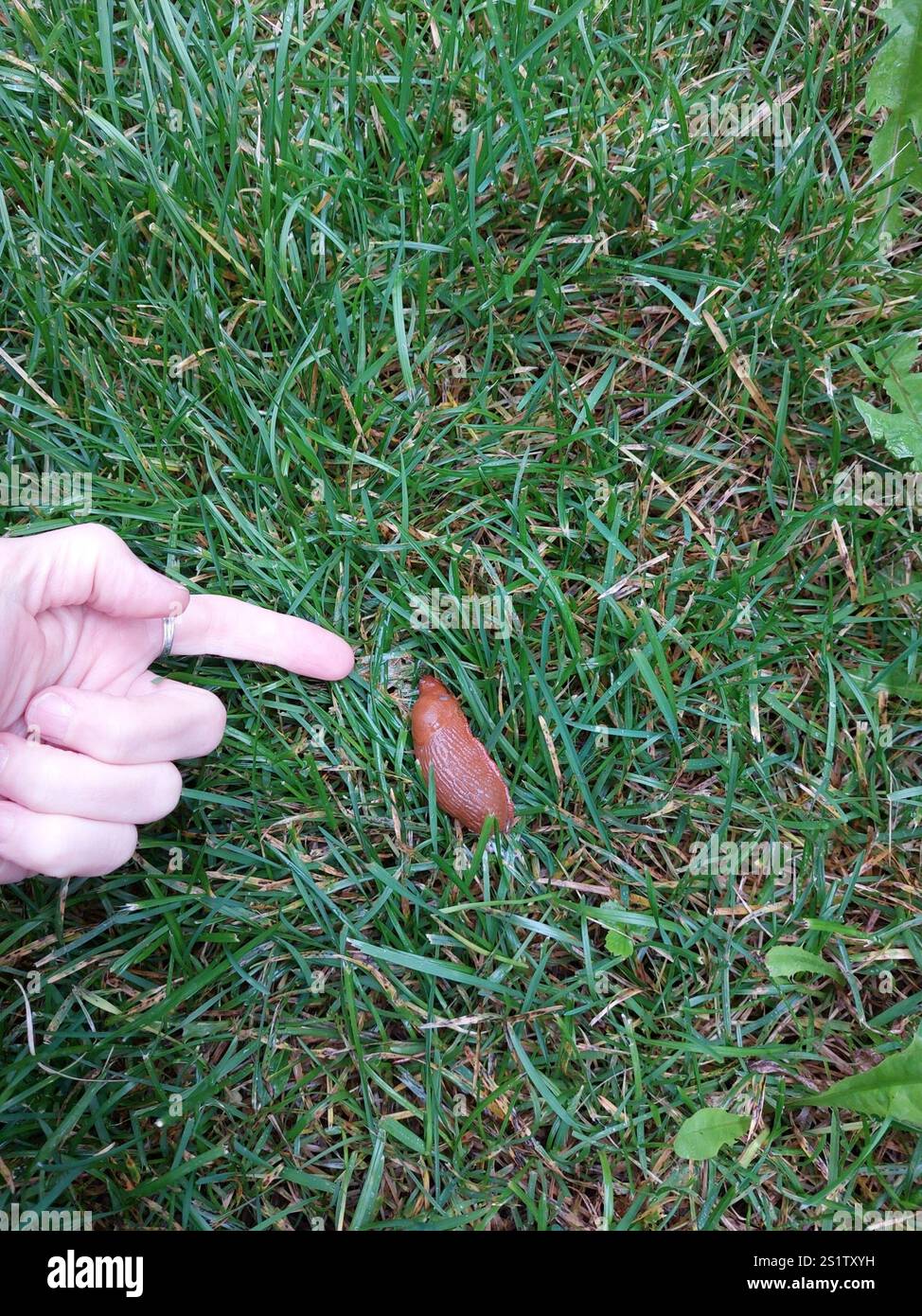 Spanish Slug (Arion vulgaris Stock Photo - Alamy
