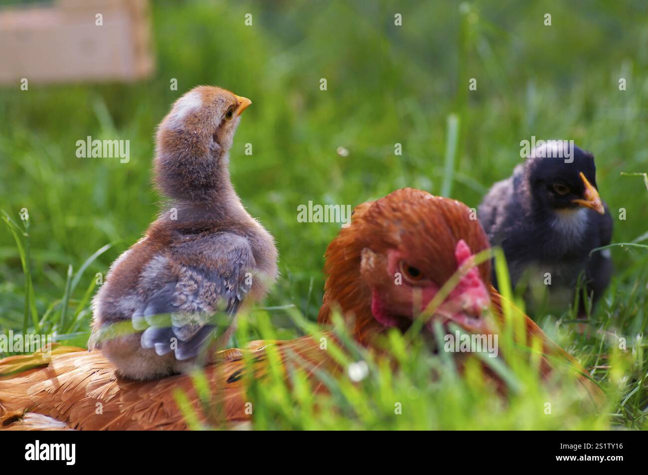 Chicken with little hatchling on a farm Stock Photo - Alamy