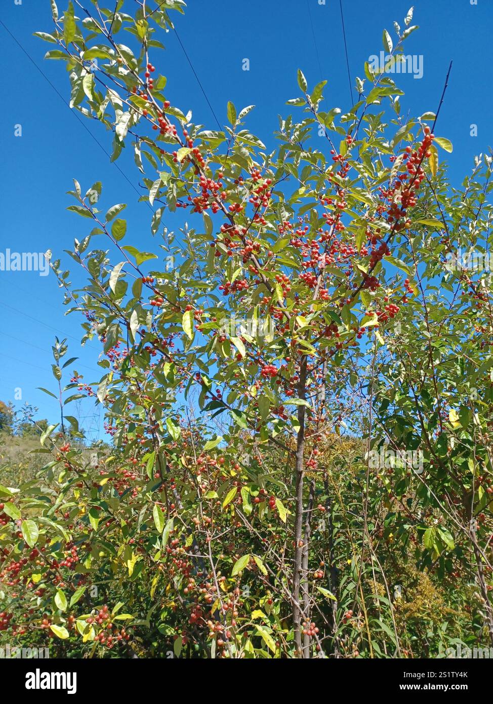 autumn olive (Elaeagnus umbellata Stock Photo - Alamy