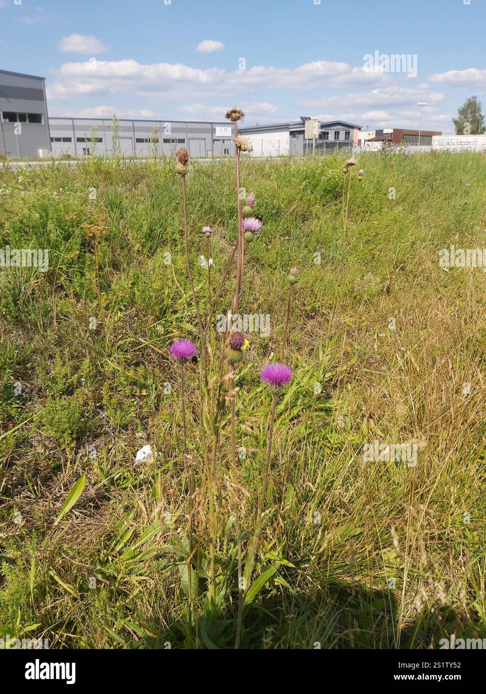 Queen Anne's thistle (Cirsium canum Stock Photo - Alamy