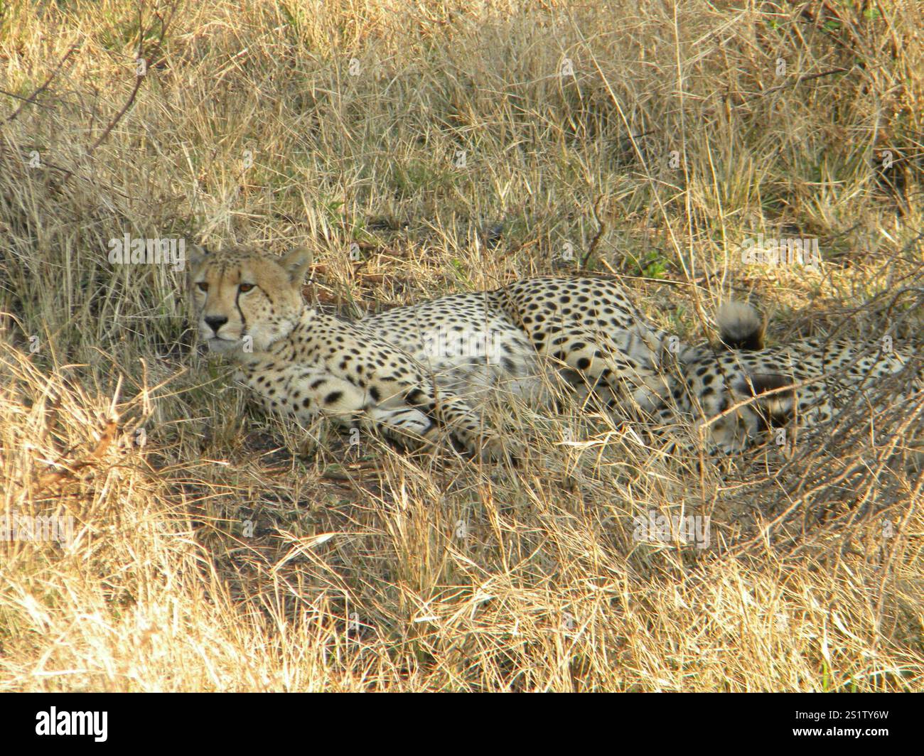Southern and Eastern African Cheetah (Acinonyx jubatus jubatus Stock ...