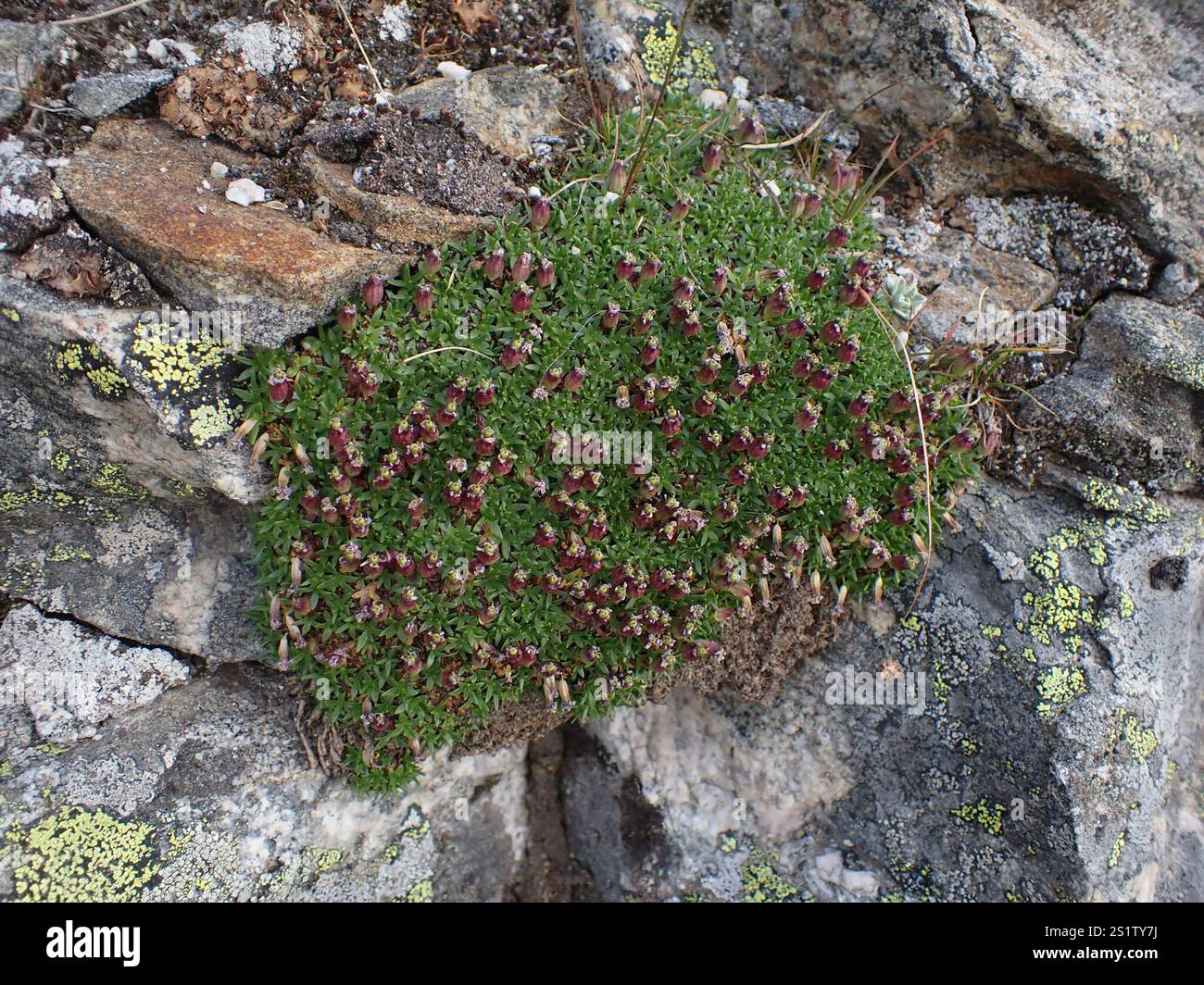 Moss Campion (Silene acaulis Stock Photo - Alamy