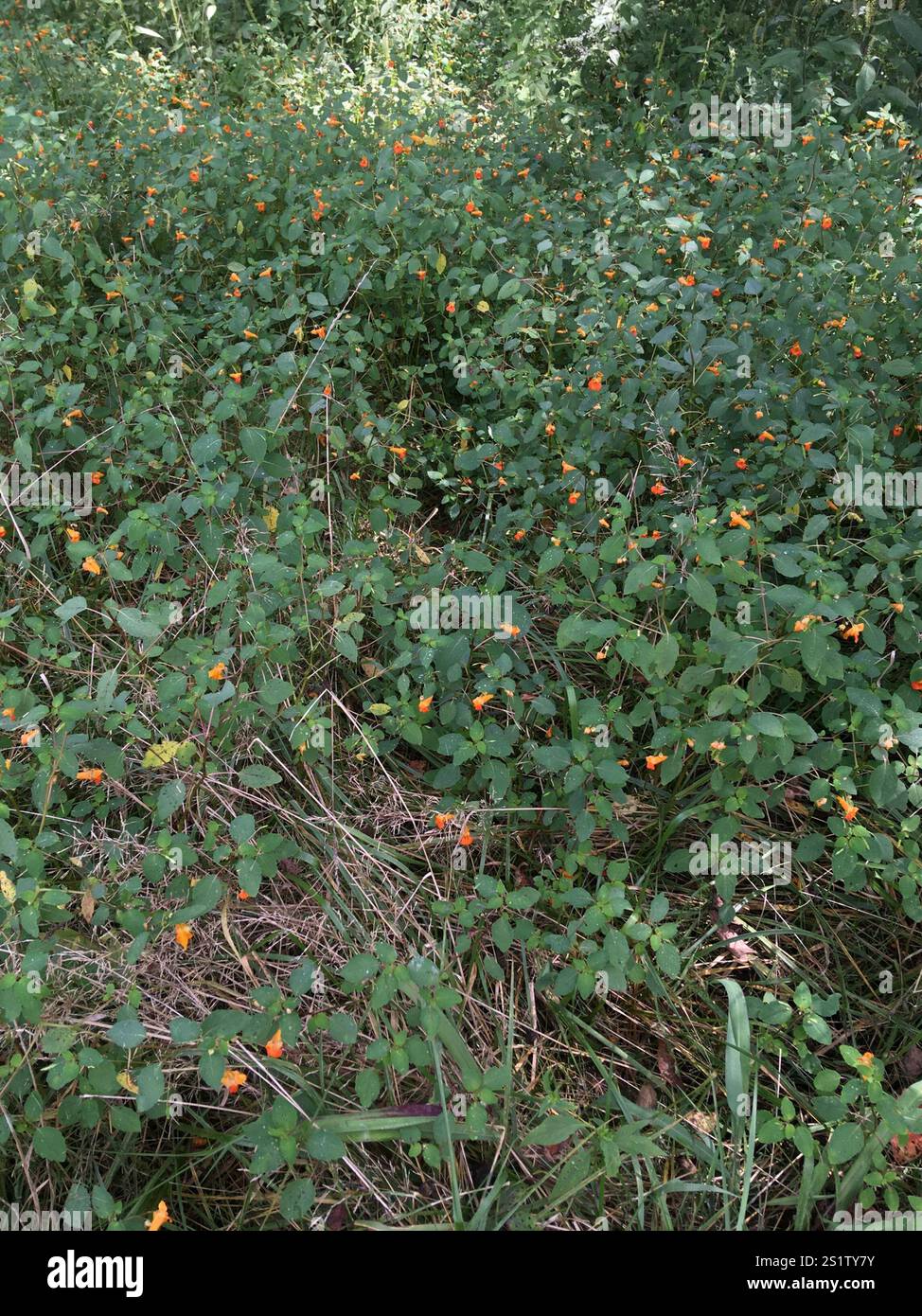 common jewelweed (Impatiens capensis Stock Photo - Alamy