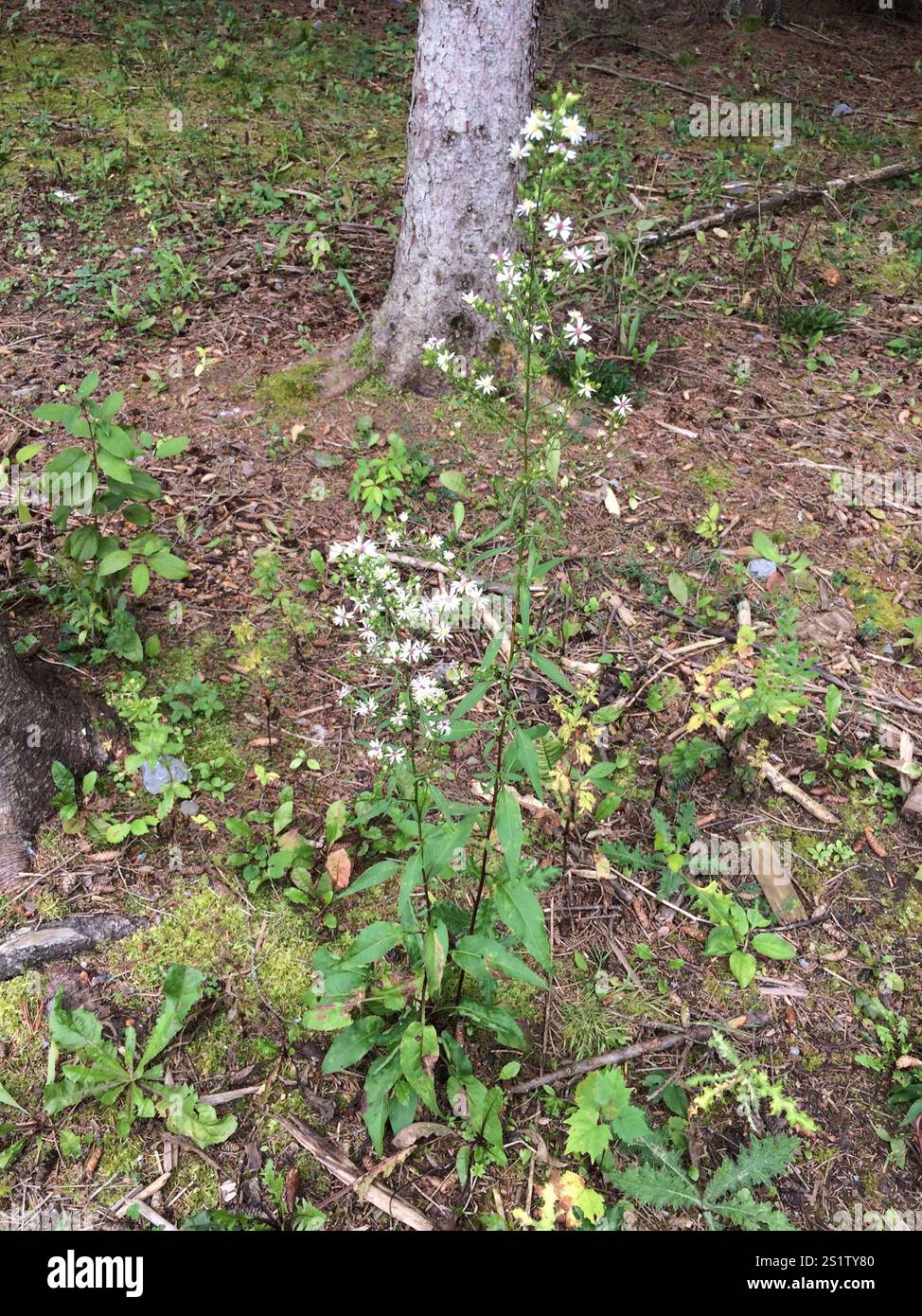 Arrow-leaved Aster (Symphyotrichum urophyllum Stock Photo - Alamy