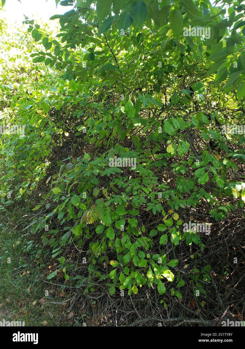 ash-tree bolete (Boletinellus merulioides Stock Photo - Alamy