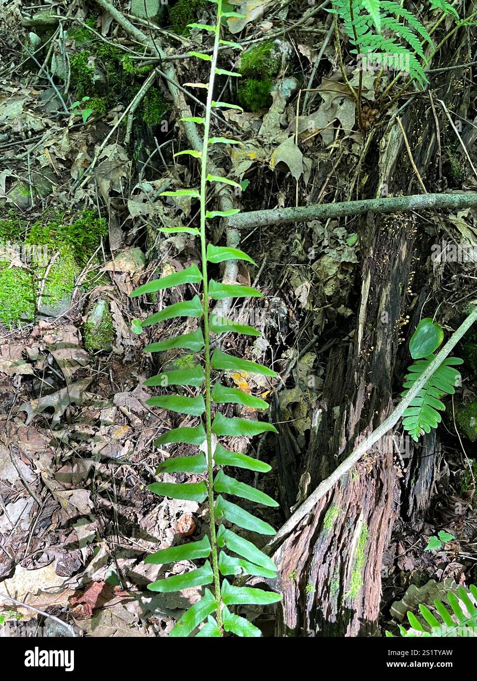 Christmas fern (Polystichum acrostichoides Stock Photo - Alamy
