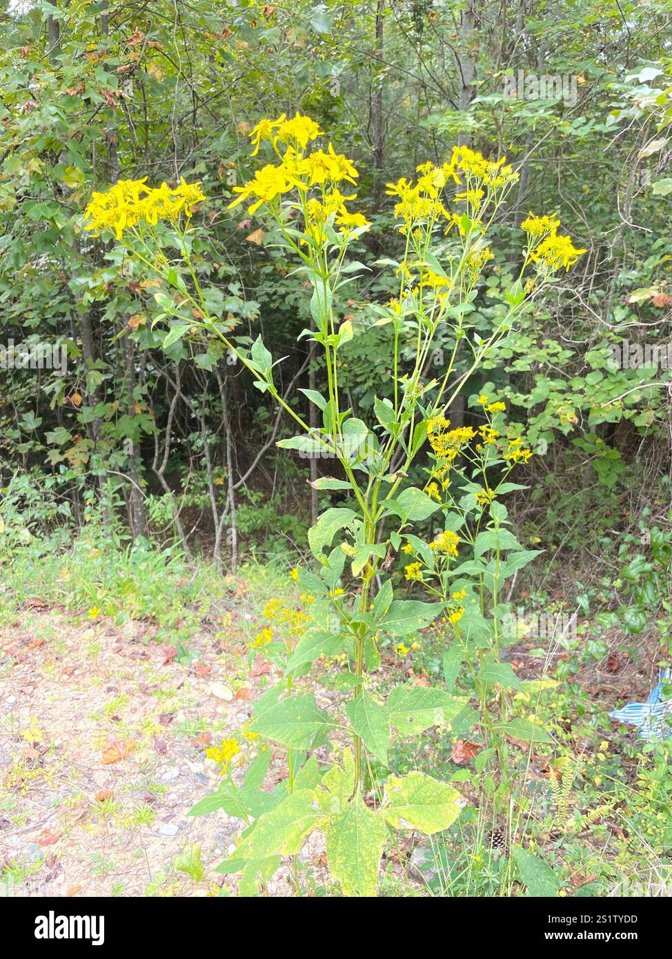 Yellow Crownbeard (Verbesina occidentalis Stock Photo - Alamy