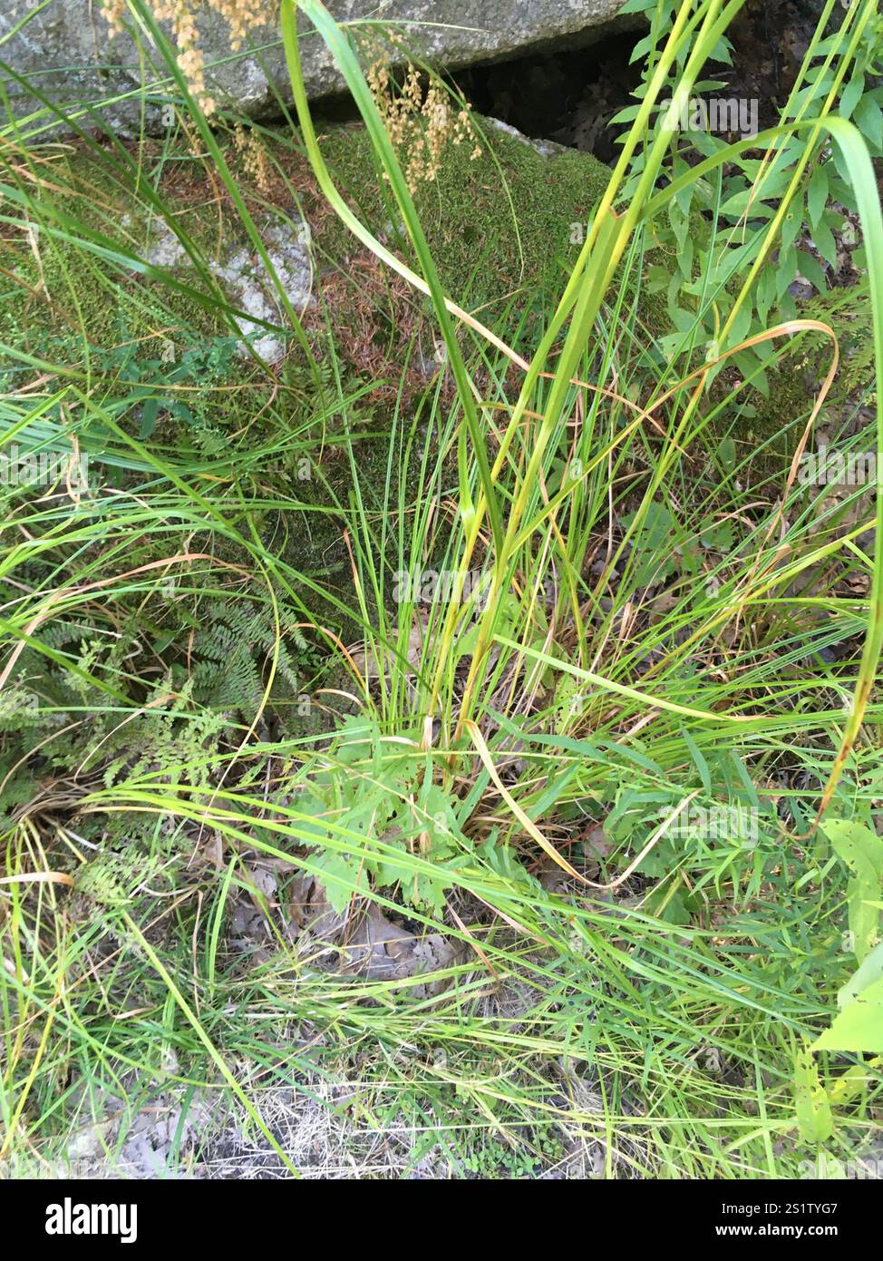 woolgrass (Scirpus cyperinus Stock Photo - Alamy