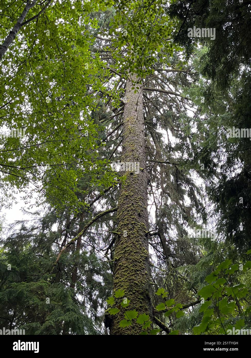 Sitka spruce (Picea sitchensis Stock Photo - Alamy