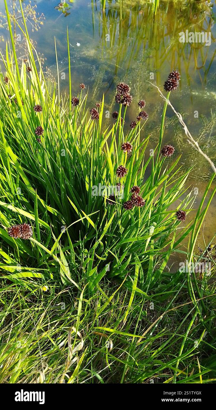 dagger rush (Juncus ensifolius Stock Photo - Alamy