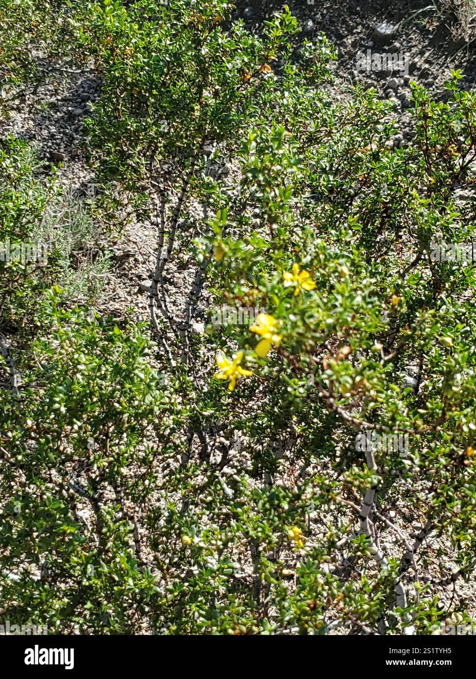 Creosote Bush (Larrea tridentata Stock Photo - Alamy