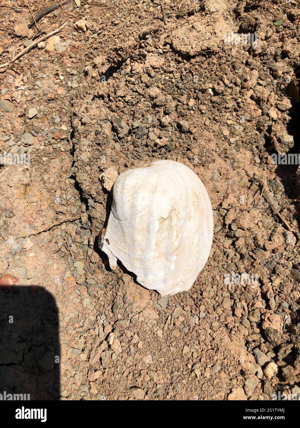 Three-ridge Mussel (Amblema plicata Stock Photo - Alamy