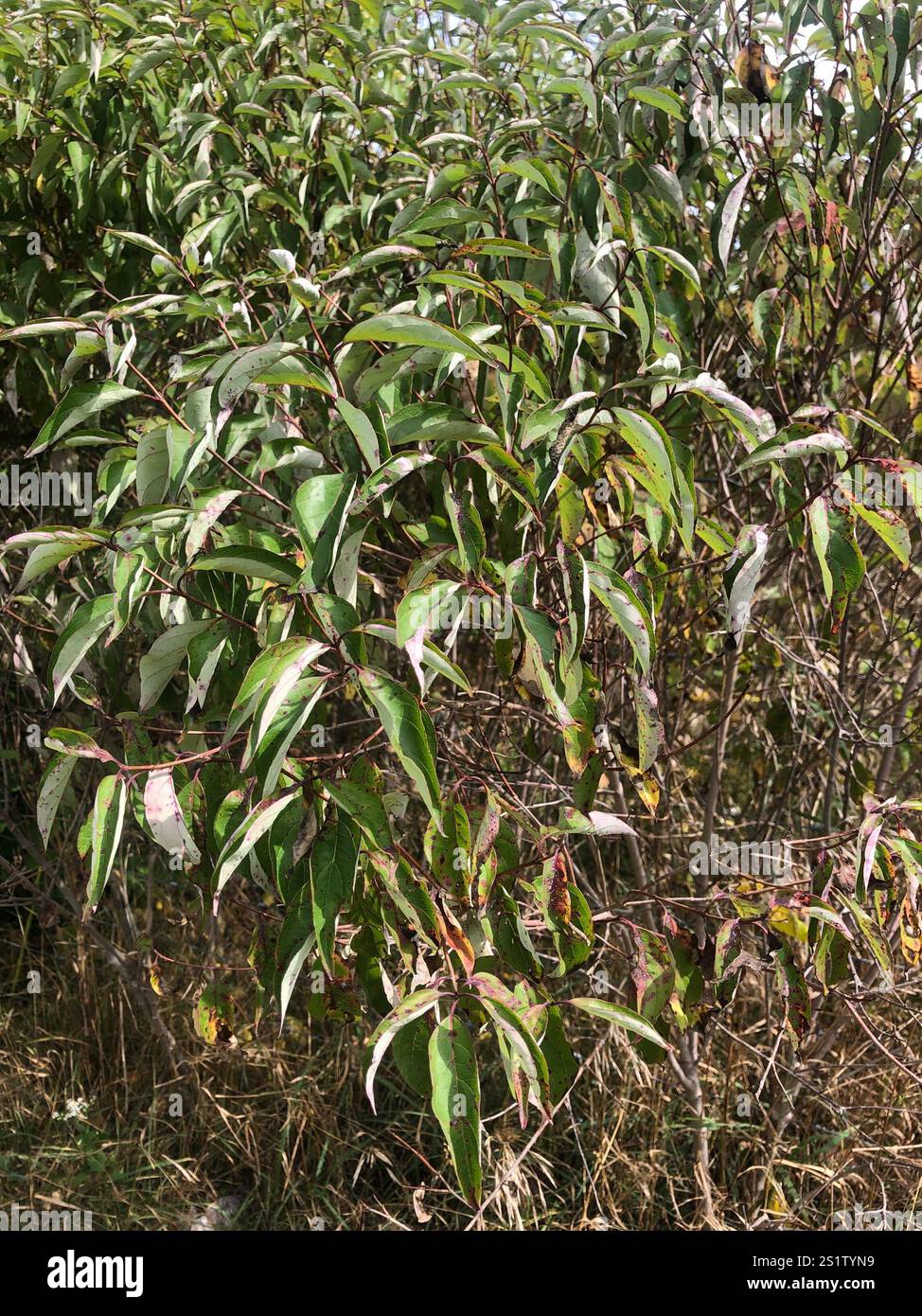 American plum (Prunus americana Stock Photo - Alamy