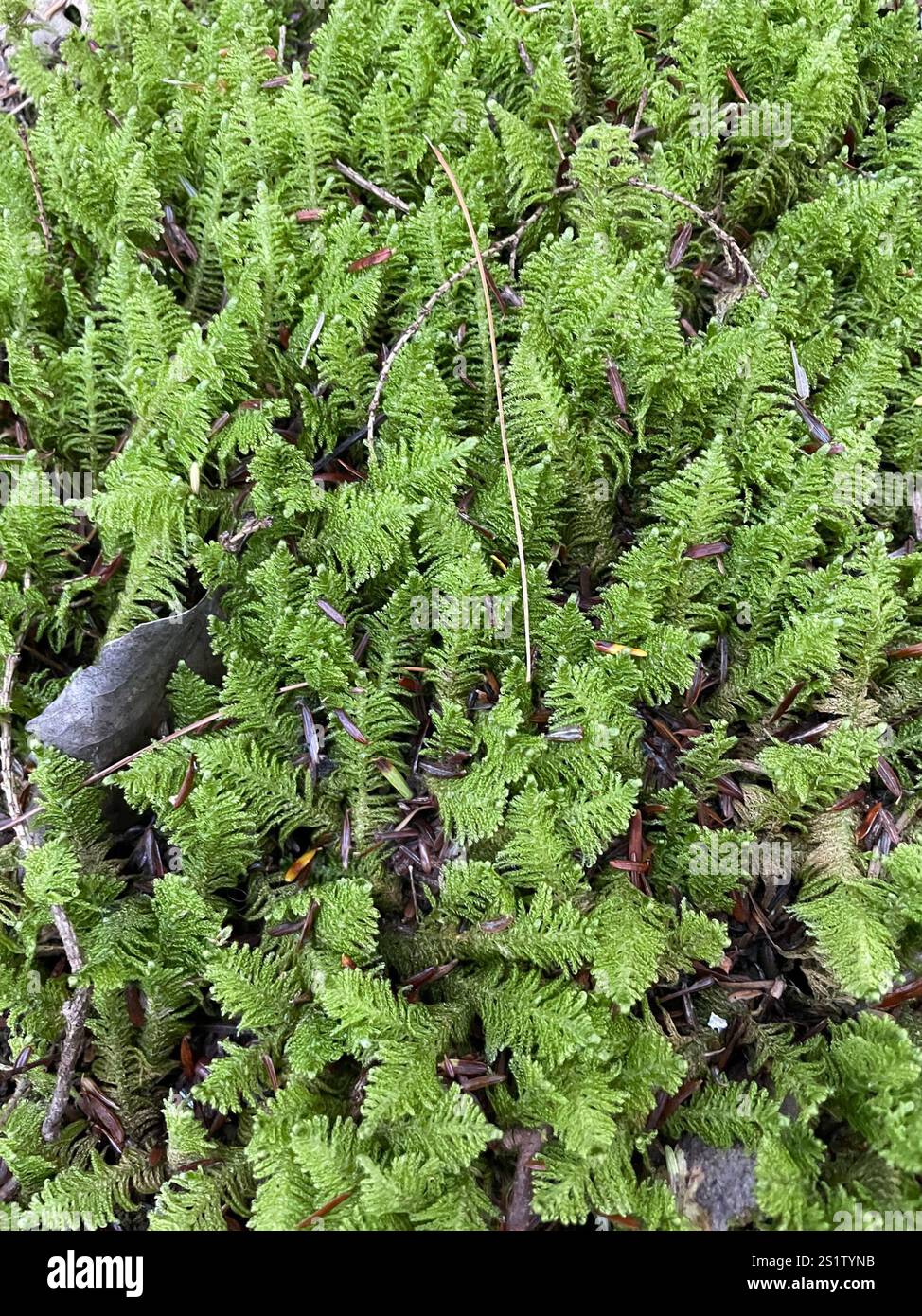 Ostrich-plume Moss (Ptilium crista-castrensis Stock Photo - Alamy