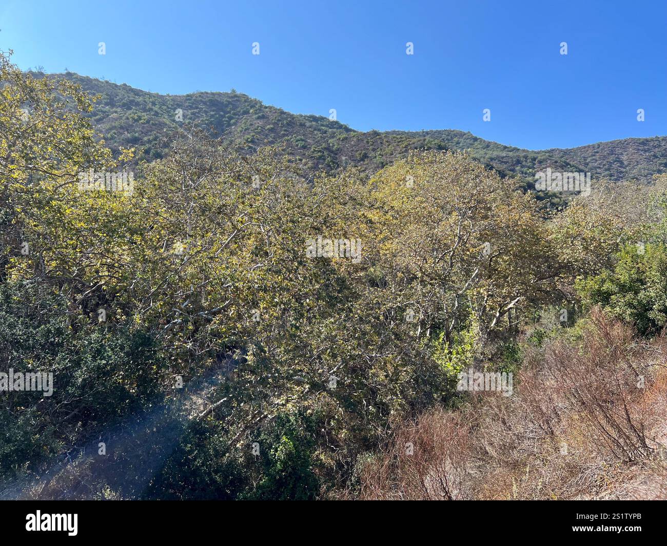 western sycamore (Platanus racemosa Stock Photo - Alamy
