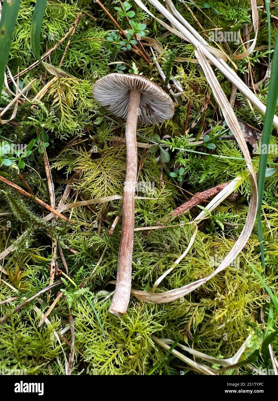 bulbous fibrecap (Inocybe napipes Stock Photo - Alamy