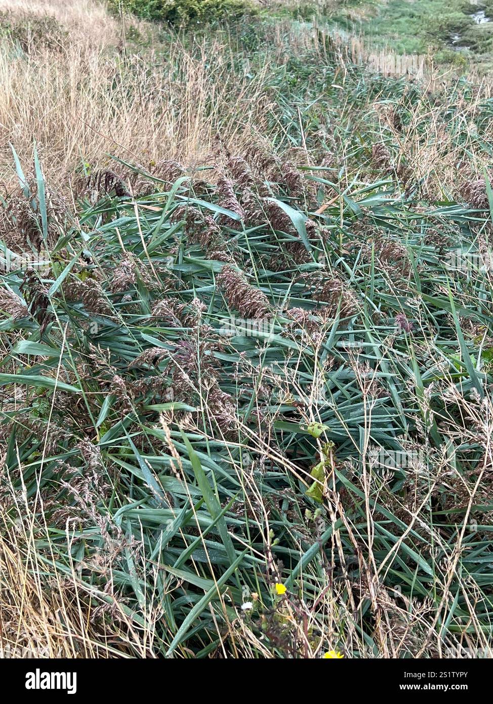 common reed (Phragmites australis Stock Photo - Alamy
