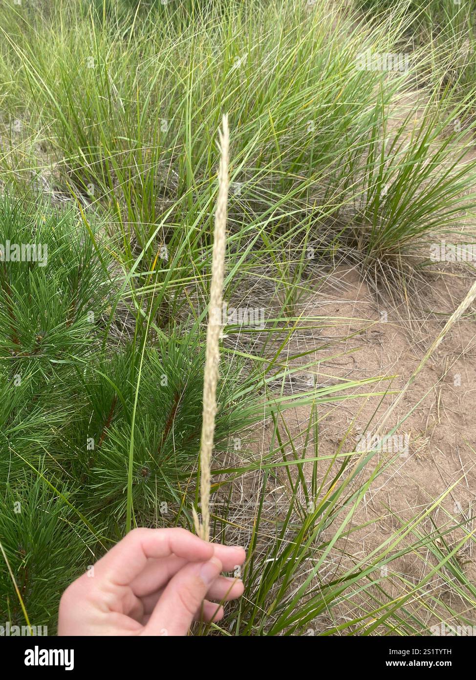 American marram grass (Calamagrostis breviligulata Stock Photo - Alamy