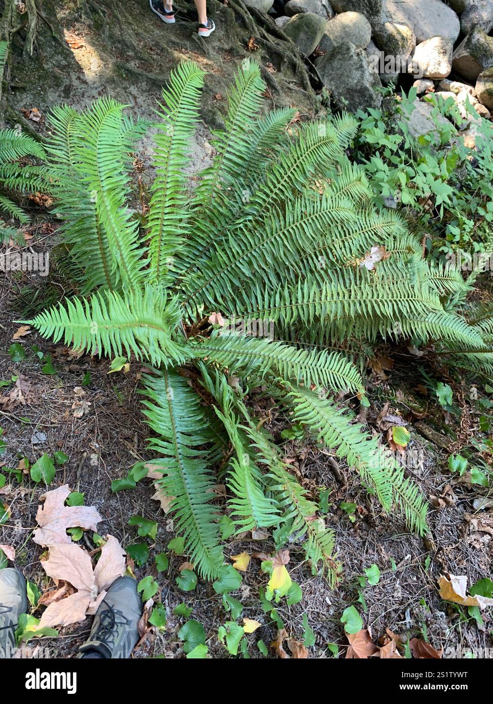 western sword fern (Polystichum munitum Stock Photo - Alamy