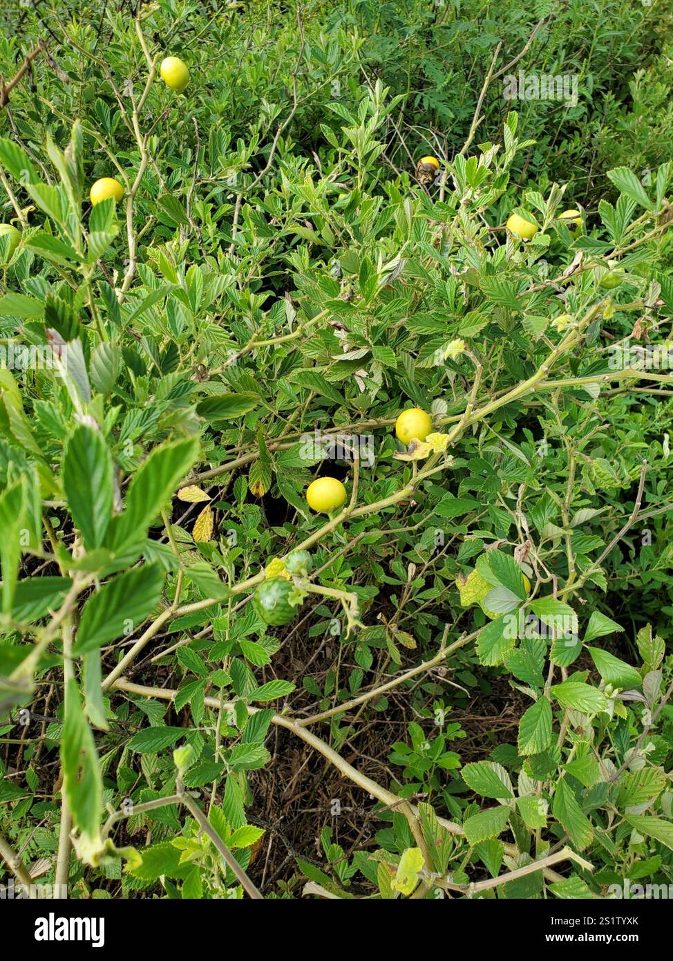 tropical soda-apple (Solanum viarum Stock Photo - Alamy