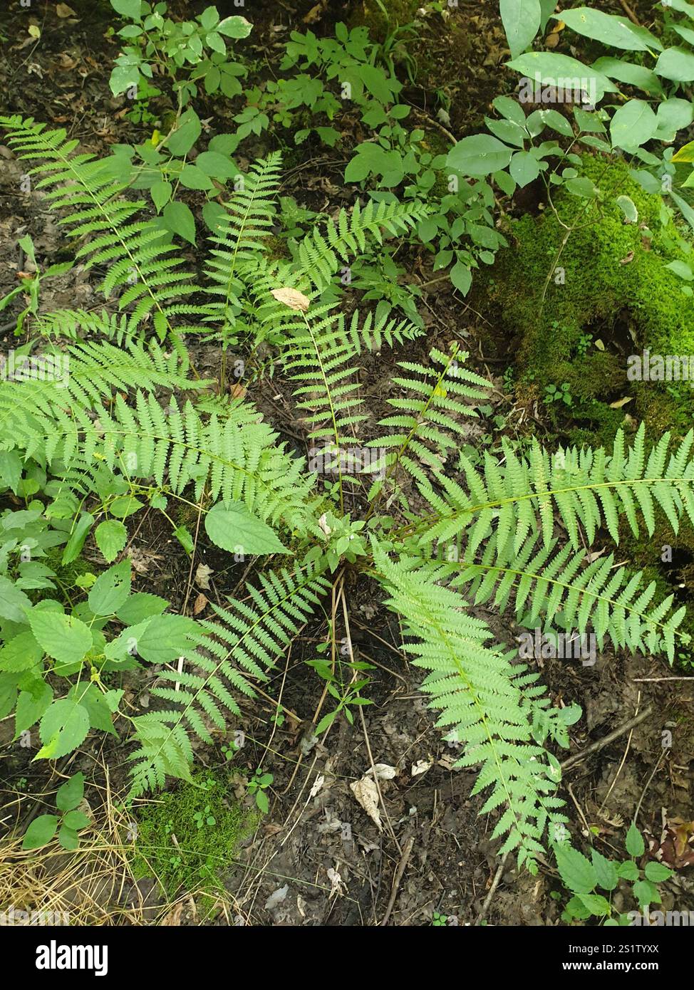 cinnamon fern (Osmundastrum cinnamomeum Stock Photo - Alamy