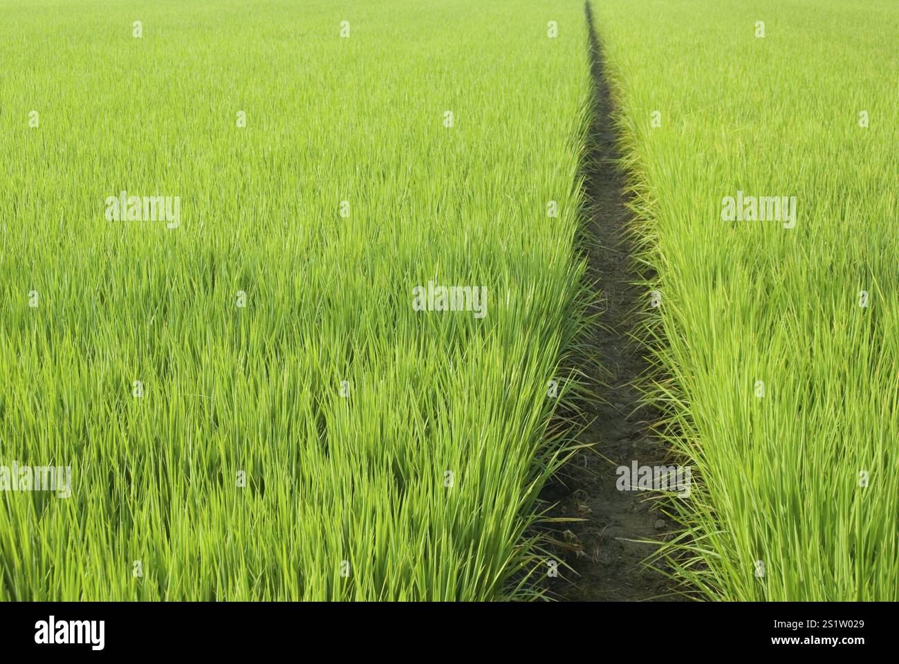 Pathway dividing a vibrant green paddy rice field, showcasing symmetry ...