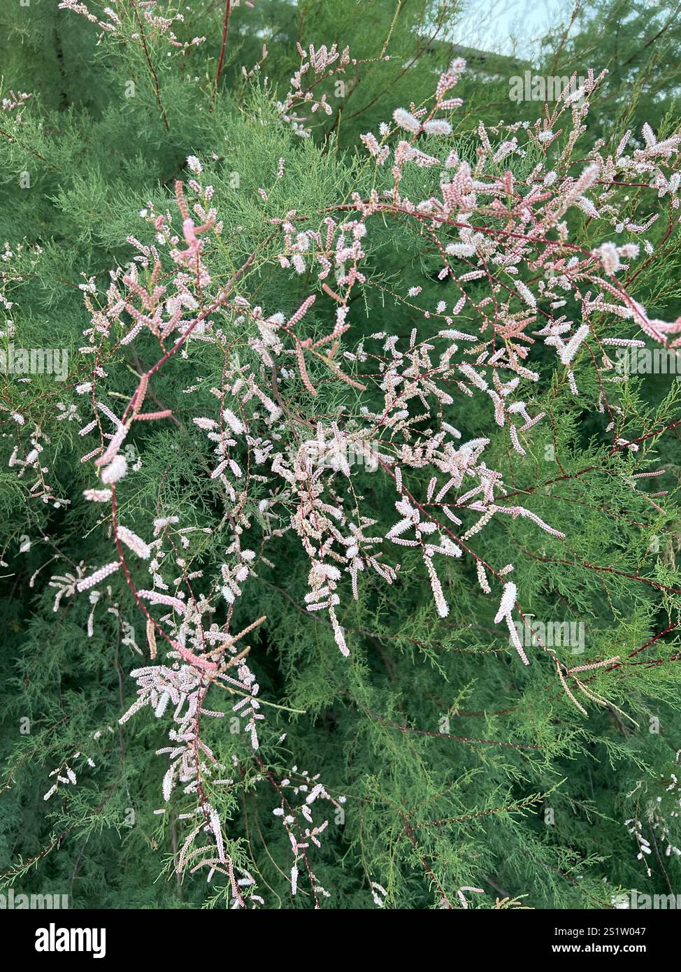 French tamarisk (Tamarix gallica Stock Photo - Alamy